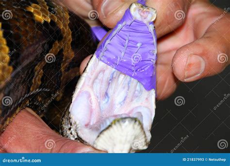 Sharpness Of The Python Teeth Stock Image Image Of Sharp Head 21837993