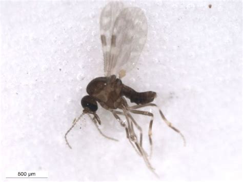 Scidevnet On Linkedin First Deaths As Mutated Virus Spreads From Amazon