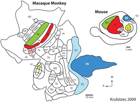 The Organization Of The Neocortex In The Macaque Monkey And Mouse In Download Scientific
