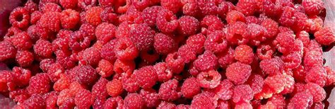 Prune Raspberry Canes Prune Raspberry Canes