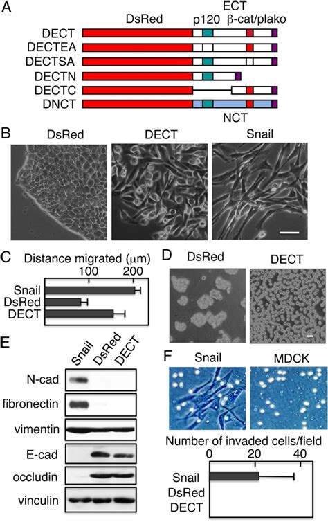 A Schematic Representation Of Dsred Tagged Cadherin Cytoplasmic Download Scientific Diagram