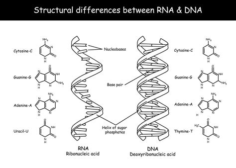 Molecular Structure Of Dna And Rna Infographic Educational Vector
