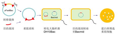 Bacmid的构建实验流程 知乎