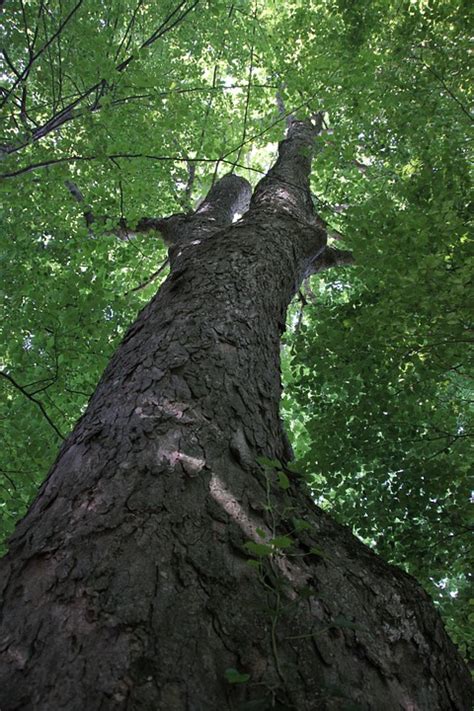 Copac Trib Paltin De Munte Fotografie Gratuită Pe Pixabay Pixabay