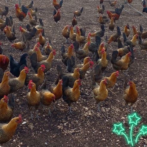 دواجن نبيل Youtube