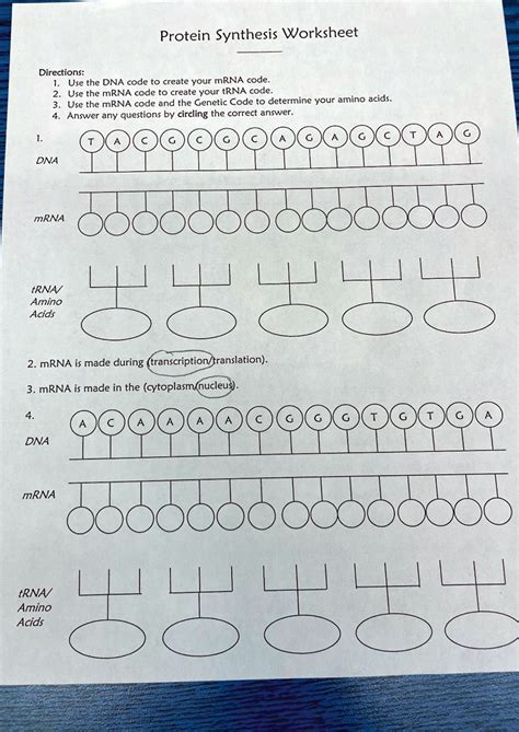 Get Answer Directions Protein Synthesis Worksheet 1 Use The Dna