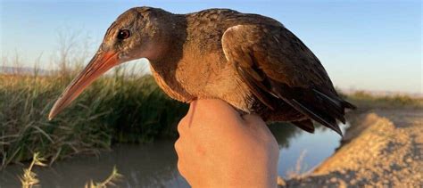 Tws2022 Does Selenium Affect Yuma Ridgways Rails The Wildlife Society