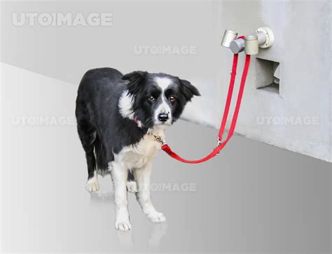 주인을 기다리는 겁먹은 보더콜리 유토이미지 상세페이지 베이직샵 사진 20307545