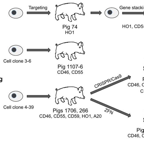 Genetic Modification Schemes Download Scientific Diagram