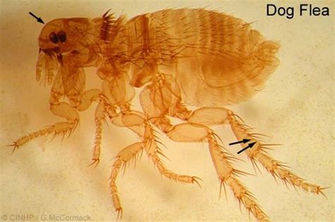 Parasite Identification Flashcards Quizlet