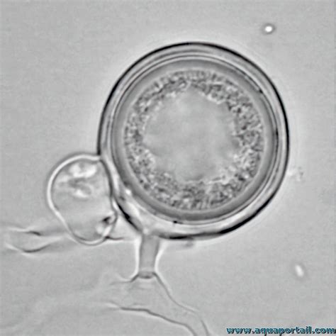 Oosporo 7 Nowakowskiella Elegans Zoosporângios Operculados 8