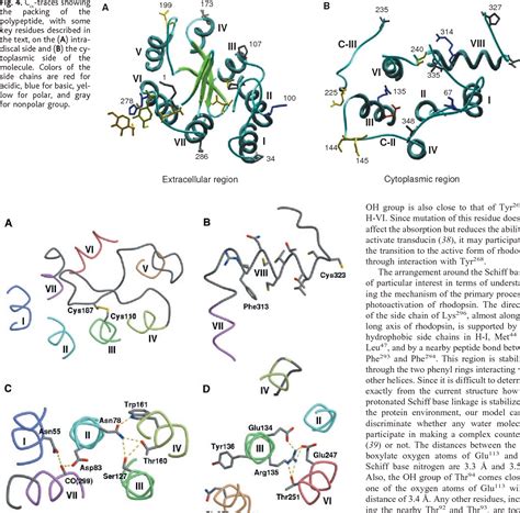 Figure 1 From Crystal Structure Of Rhodopsin A G Protein Coupled