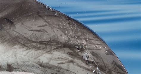 Dolphin Biology And Conservation Tooth Rake Marks