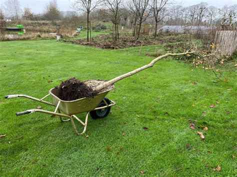 Jonge Eik Verplaatsen Winterwerk Tuinkeur