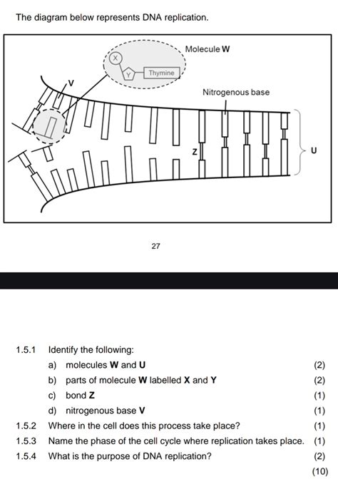 The Diagram Below Represents Dna Replication 151 Identify The Followin