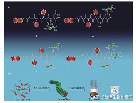 糖肽高分子材料及生物医学应用 知乎