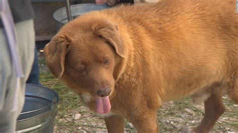 Conoce A Bobi El Perro Más Longevo Del Mundo Que Acaba De Celebrar