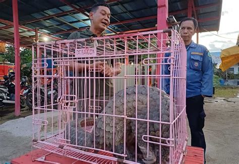 Terkunci 3 Hari Di Kontainer Tenggiling Lemas Diselamatkan Di Pelabuhan Bagendang