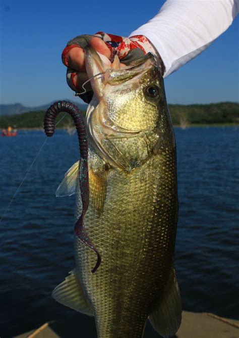 Fish Hooks Largemouth Bass At Zoe Walker Blog