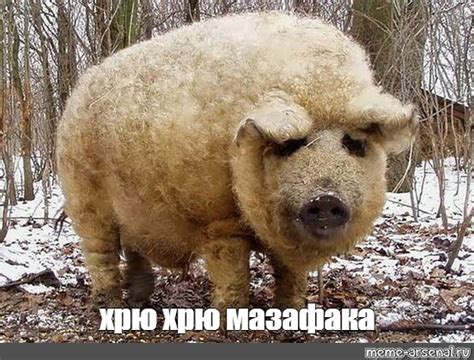 Создать мем породы свиней венгерская мангалица мангалица