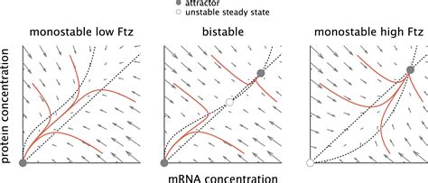 A Bistable Autoregulatory Module In The Developing Embryo Commits Cells