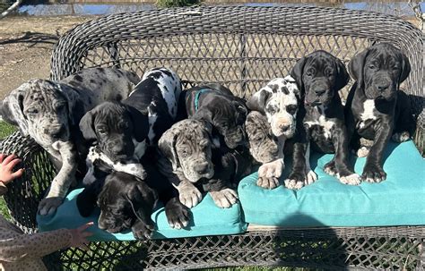 Southern Ohio Great Danes Southern Ohio Great Danes