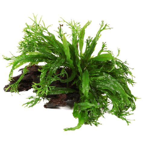 Microsorum Pteropus ‘windelov On Mangriove Wood 12 15cm Java Plants