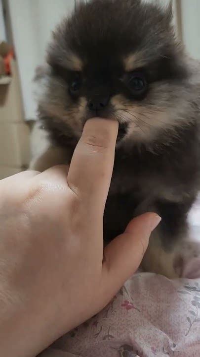 6개월까지 엄마 젖 빨고 엄빠랑 사는데 왜 쭙쭙이를 하는 거지 😂 Youtube 6개월까지 엄마 젖 빨고 엄빠랑 사는데 왜 쭙쭙이를 하는 거지 😂 Youtube