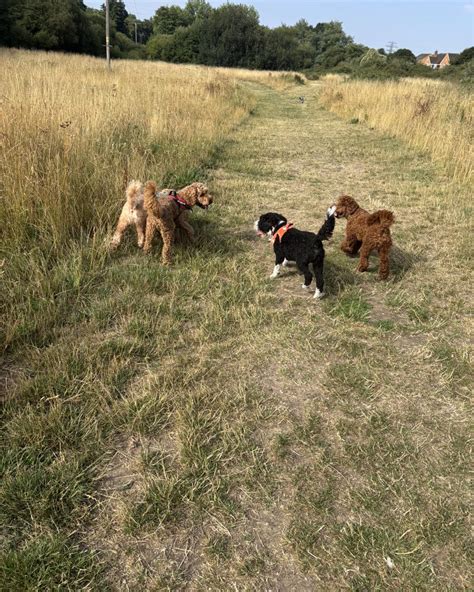 Patchs Daycare Patchs Daycare Boarding And Training