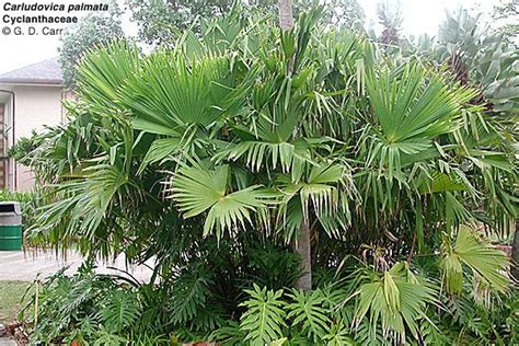 Cyclanthaceae Alchetron The Free Social Encyclopedia