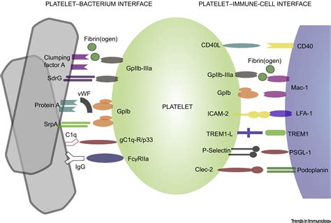 Platelets In Host Defense Experimental And Clinical Insights Trends