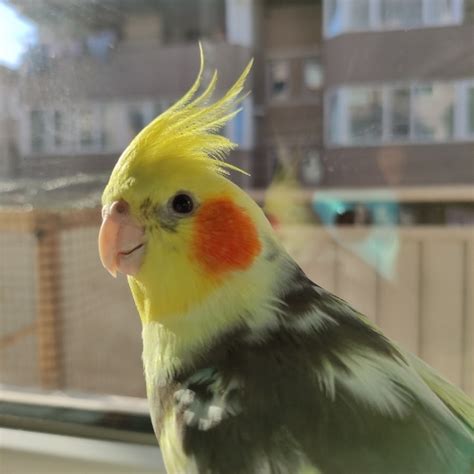 Crazy Cockatiel Youtube