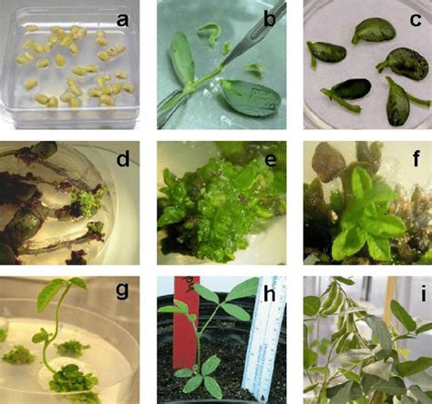 Genetically Modified Soybeans Process
