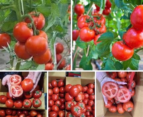 베트남과 한국의 공동체 Vingroup And CỘng ĐỒng NgƯỜi ViỆt NgƯỜi HÀn Vingroup 5kg