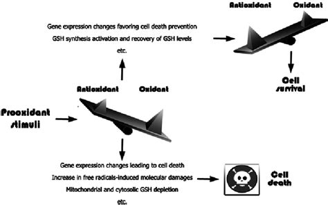 Cellular Redox Balance Control Regulatory Pathways Determining Cell