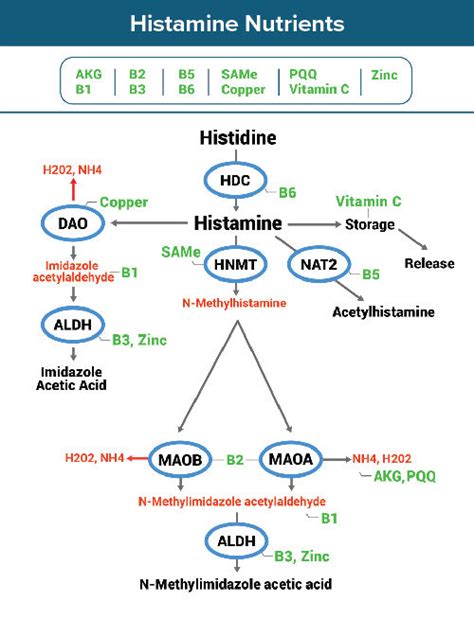 Histamine Nutrients Formerly Histamine Block Plus Seekinghealth