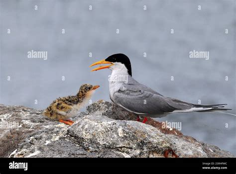 Birds Indian River Tern Sterna Aurantia And Chick Karnataka India