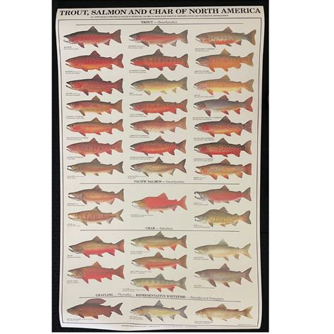 P 5 Trout Salmon And Char Of North America Males Spawning Colors Adopt