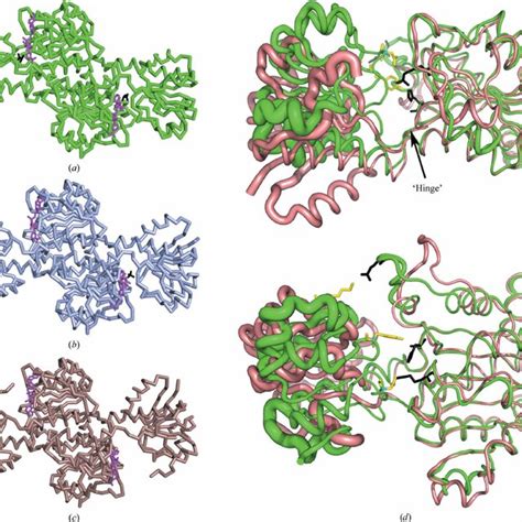 Pdf Structure Of D Lactate Dehydrogenase From Aquifex Aeolicus