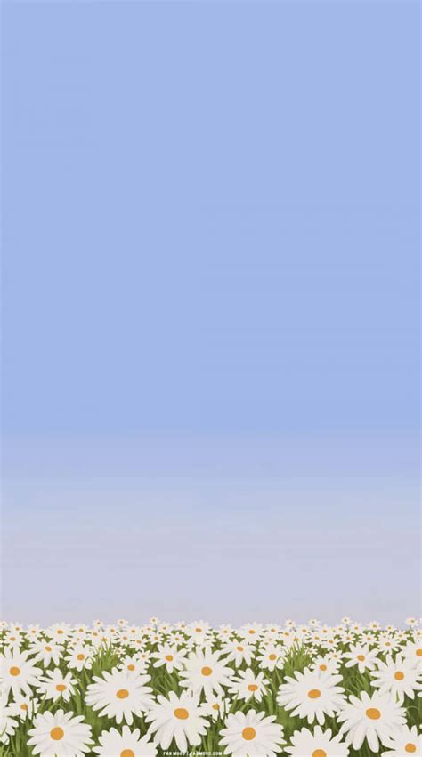 200 Fondos De Margaritas