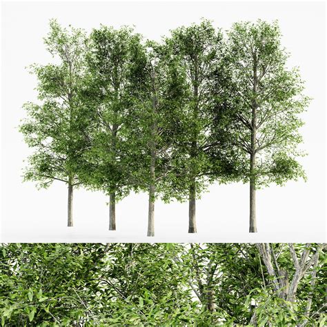Shingle Oak Tree Collection 5 Trees 2026 Free Daz 3d Models