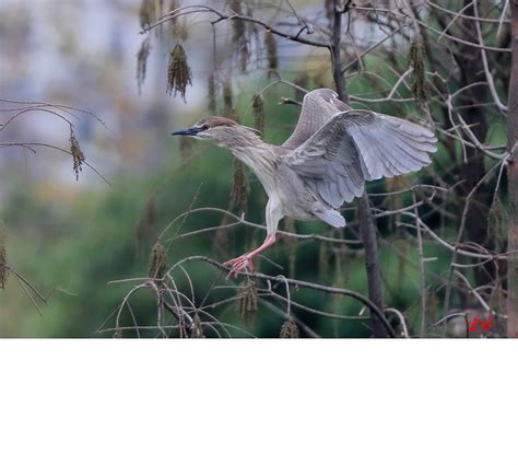 【夜鹭摄影图片】生态摄影空鸣太平洋电脑网摄影部落