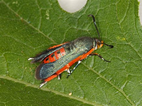 Eichlinia Cucurbitae Mass Moths