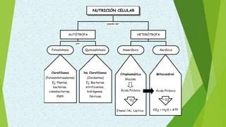 NutriciÓn Celular Lic Rujel Documentonto Para La Explicación De La