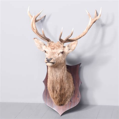 Antique A Royal Mounted Dear Head Antiquescouk