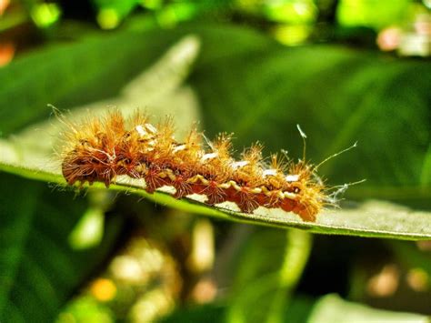Brown Caterpillar Larvae Of Knot Grass Moth Insect On Green Leaf Stock Image Image Of Macro
