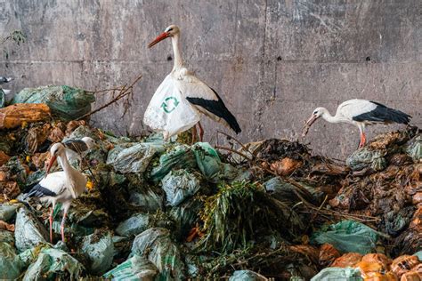 53 Thought Provoking Photographs As Shared By The Environmental Photo