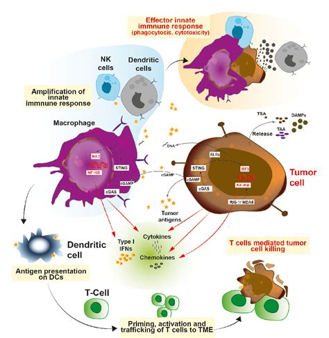 Figure 1 From Small Molecule Innate Immune Modulators In Cancer Therapy