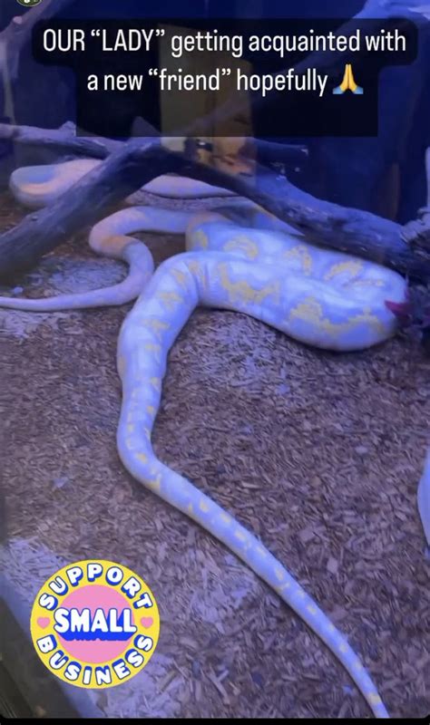 Garrett The Liger 🔜 Gsfc On Twitter Oh God Reptile Store I Go To A