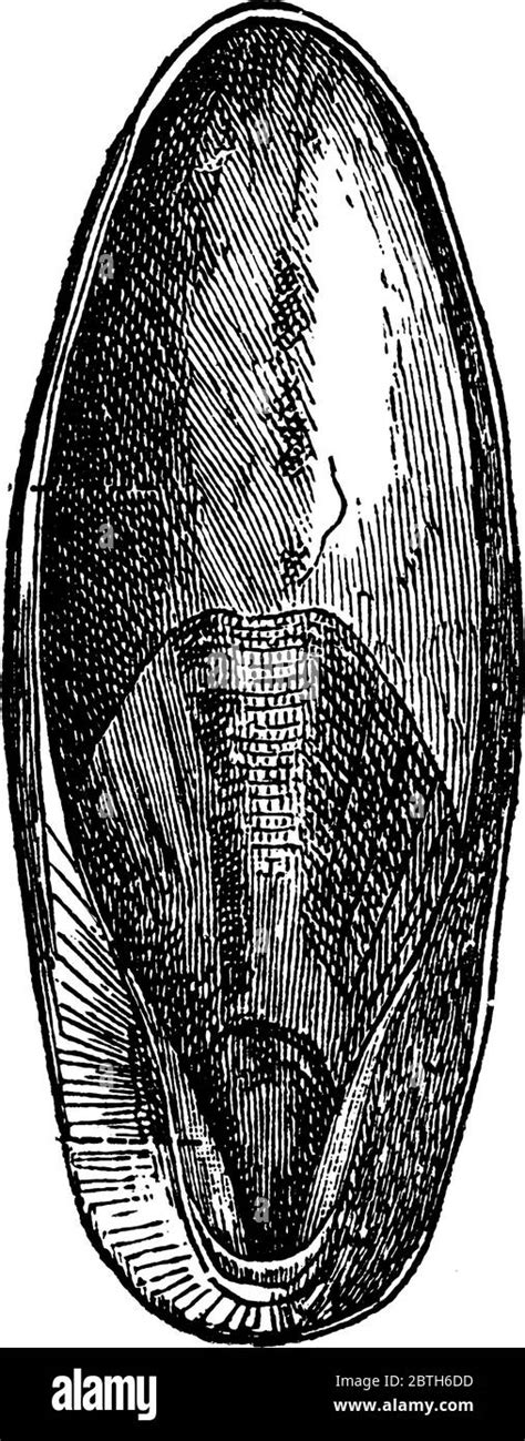 Cuttlefish Skeleton Stock Vector Images Alamy